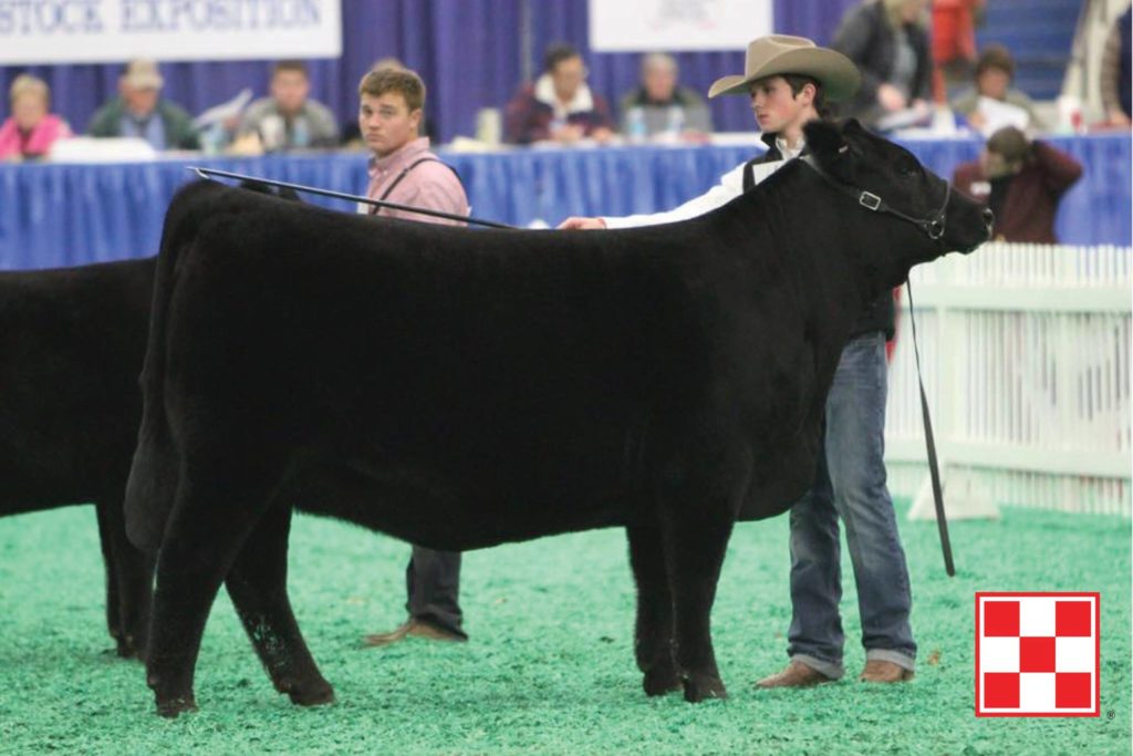 10 Daily Tips For Show Cattle - Lochte Feed & General Store