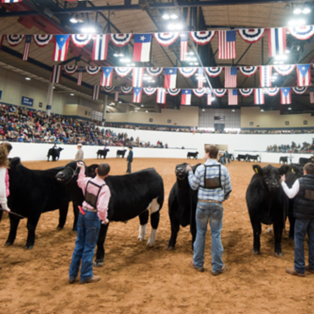 How to Prepare Your Animals for Livestock Shows - Lochte Feed & General ...